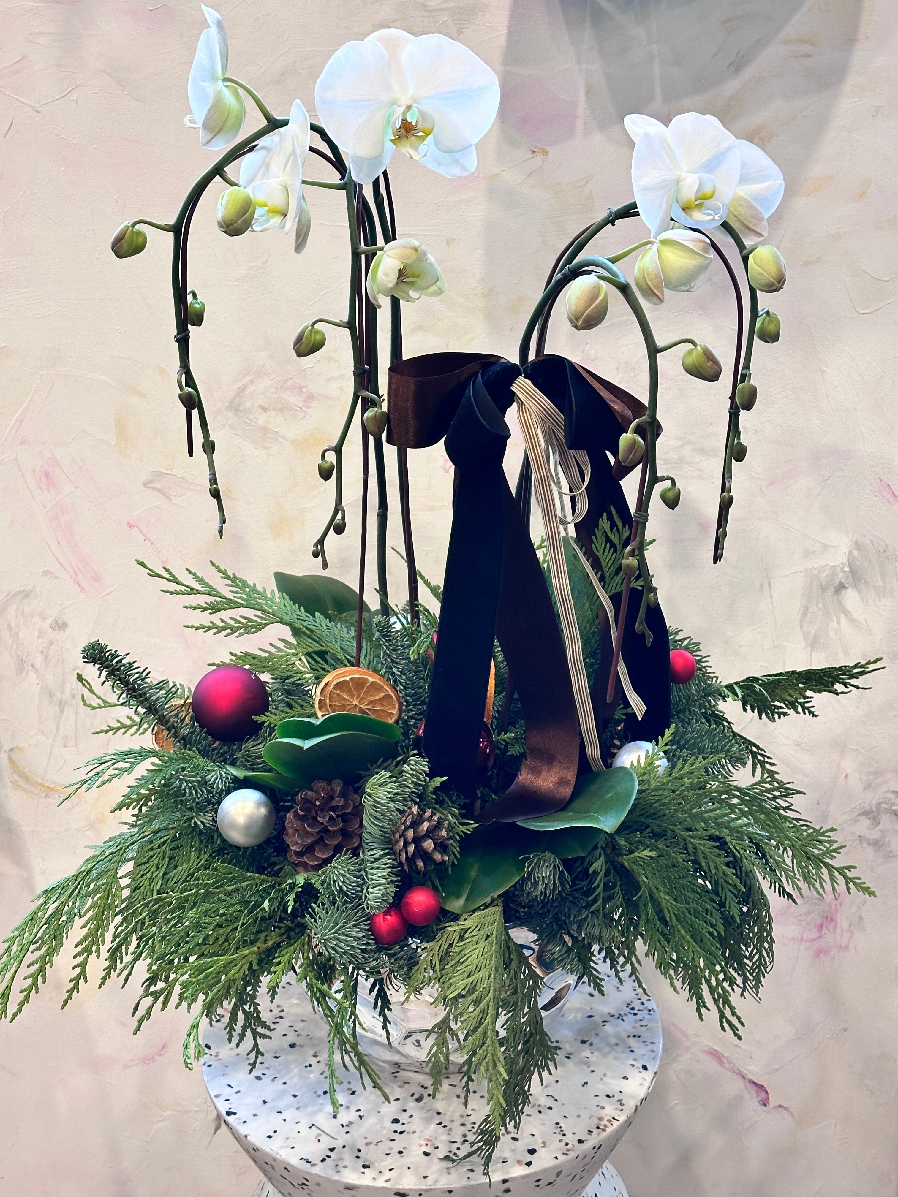 Large Holiday Orchids | Flower Delivery Toronto | Flower Shop Toronto | Moon's Flowers – Same ...