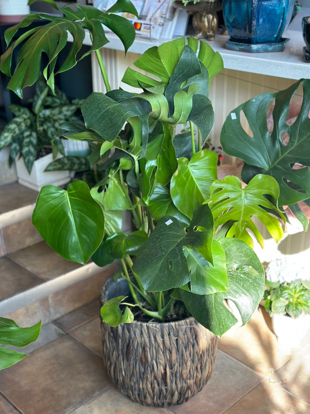 MonsteraPlant | Flower Delivery Toronto | Same Day Delivery | Moon’s ...
