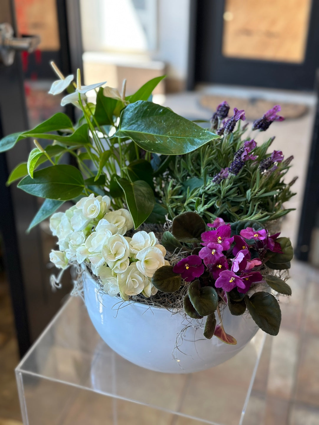 Mix Indoor Calla Lily Plant | Flower Delivery Toronto | Same Day ...