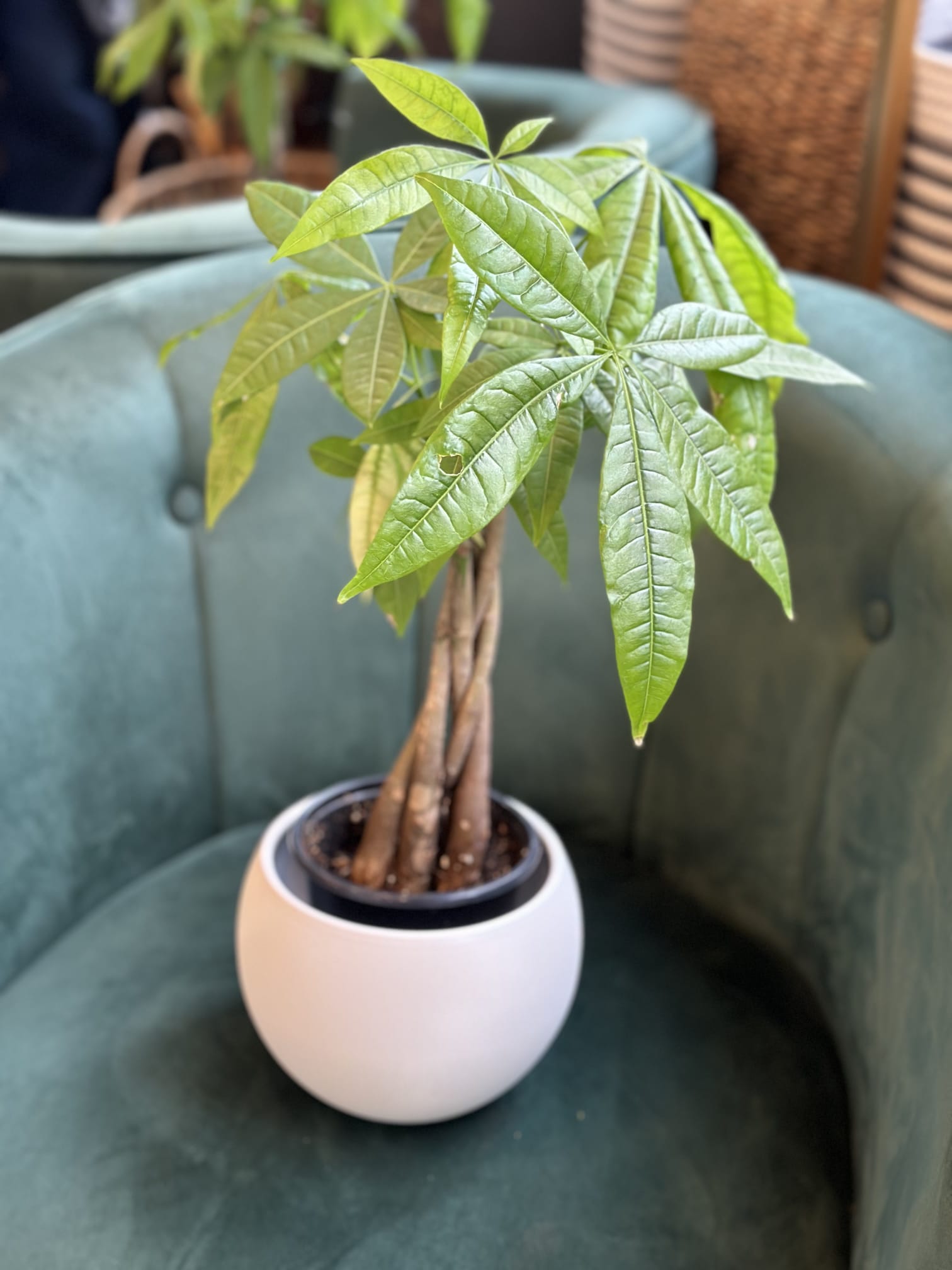 Money Tree in Pot | Flower Delivery Toronto | Same Day Delivery | Moon ...