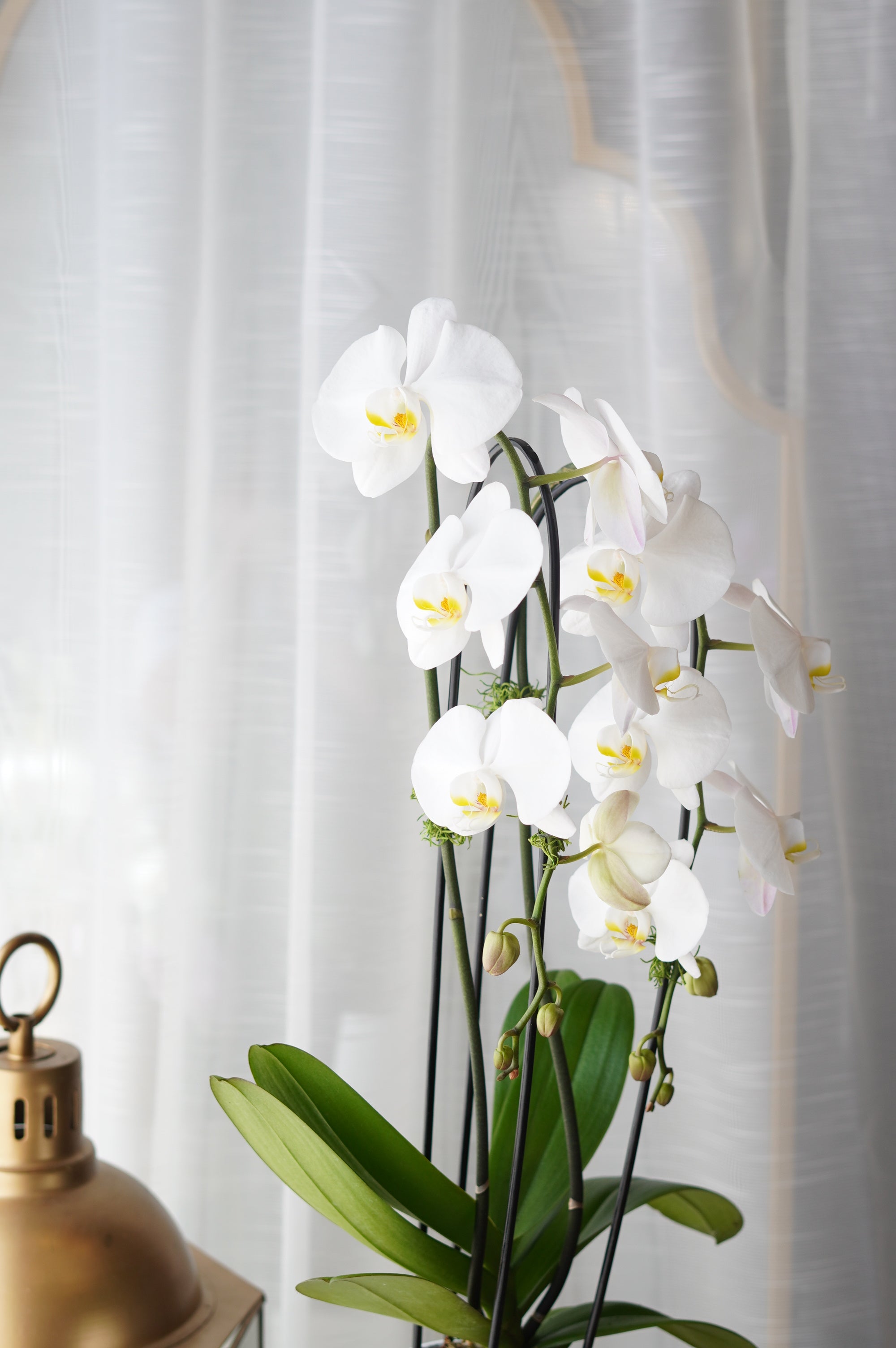 Single Orchids | Flower Delivery Toronto | Flower Shop Toronto | Moon's ...